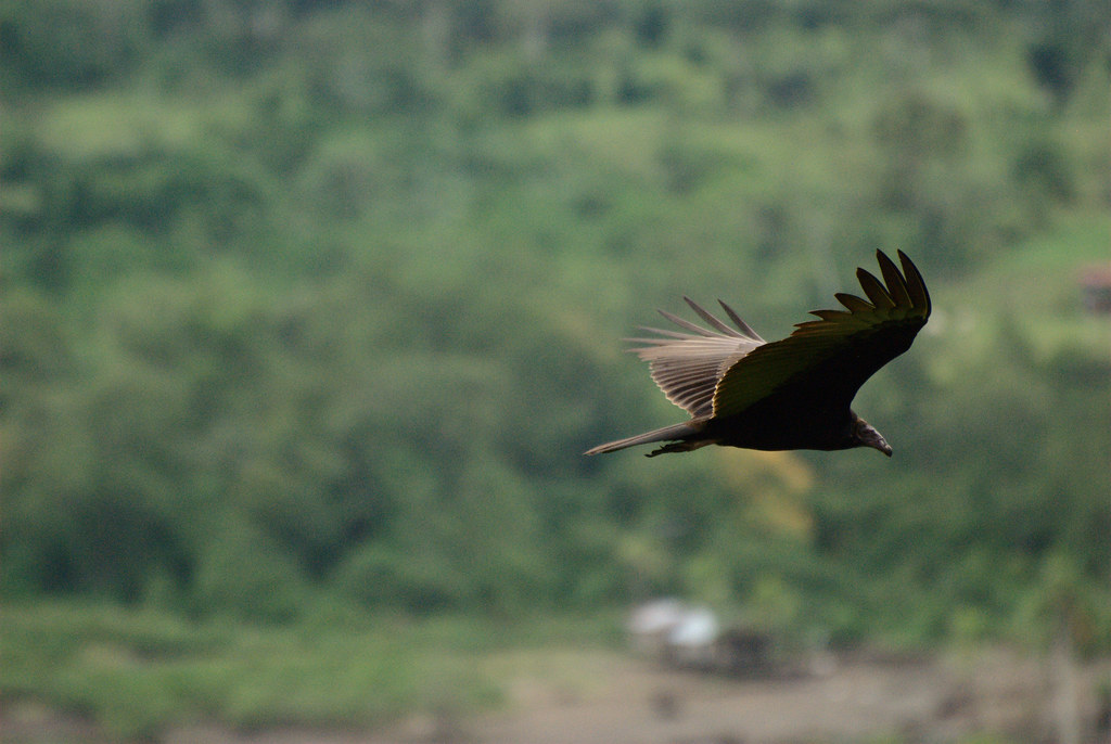 El vuelo del Gallinazo negro (Coragyps atratus) | Foto-Blog Aztlek