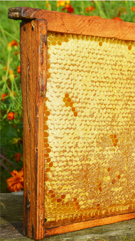 Raw Comb Honey – Firefly Fields