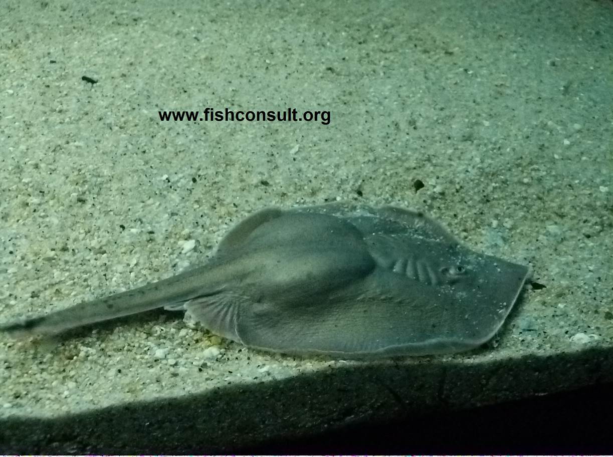 Round Stingray, Urobatis sp. (Description, feeding, reproduction ...