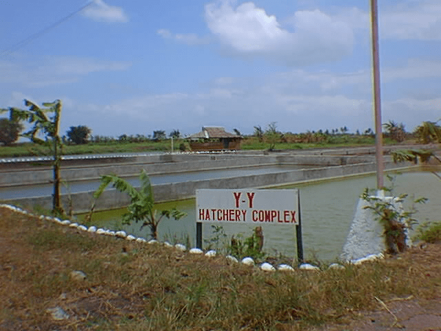 Developing and disseminating the YY technology of tilapia super male in ...