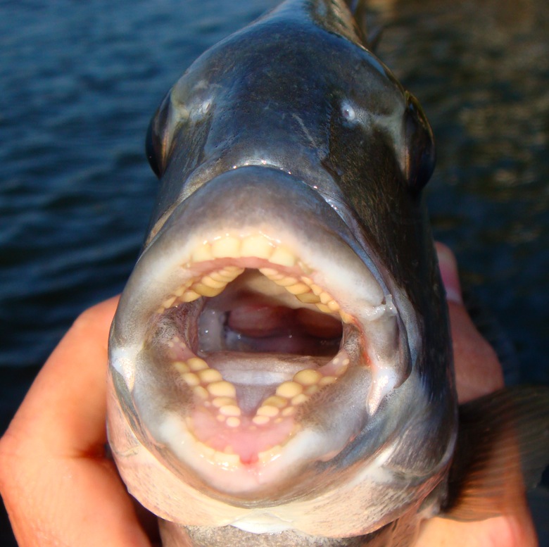 florida | Fish Identification