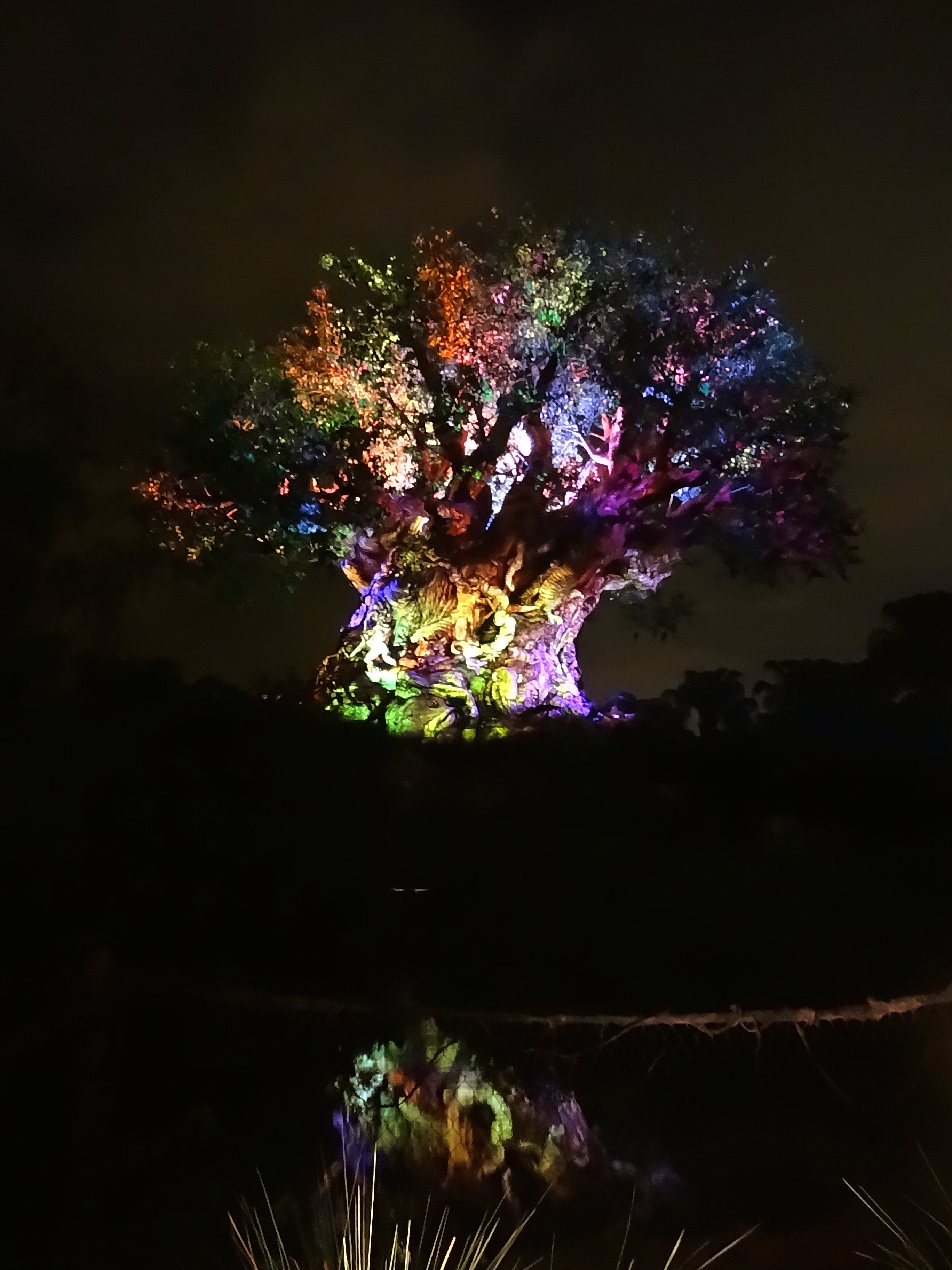 Disney's Animal Kingdom at Night - Review and Photos | FunAndFork