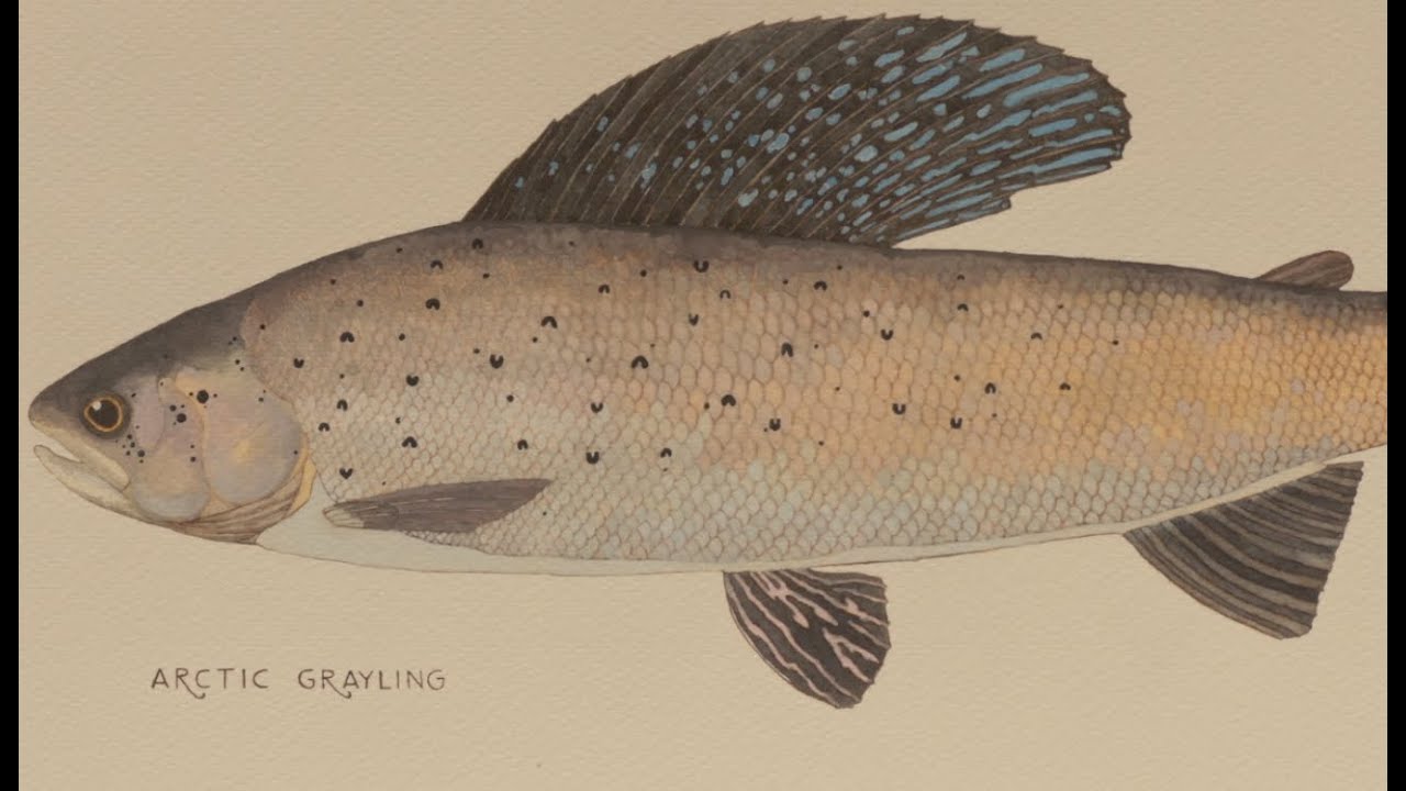 Michigan Arctic Grayling Reintroduction Initiative - Flylords Mag
