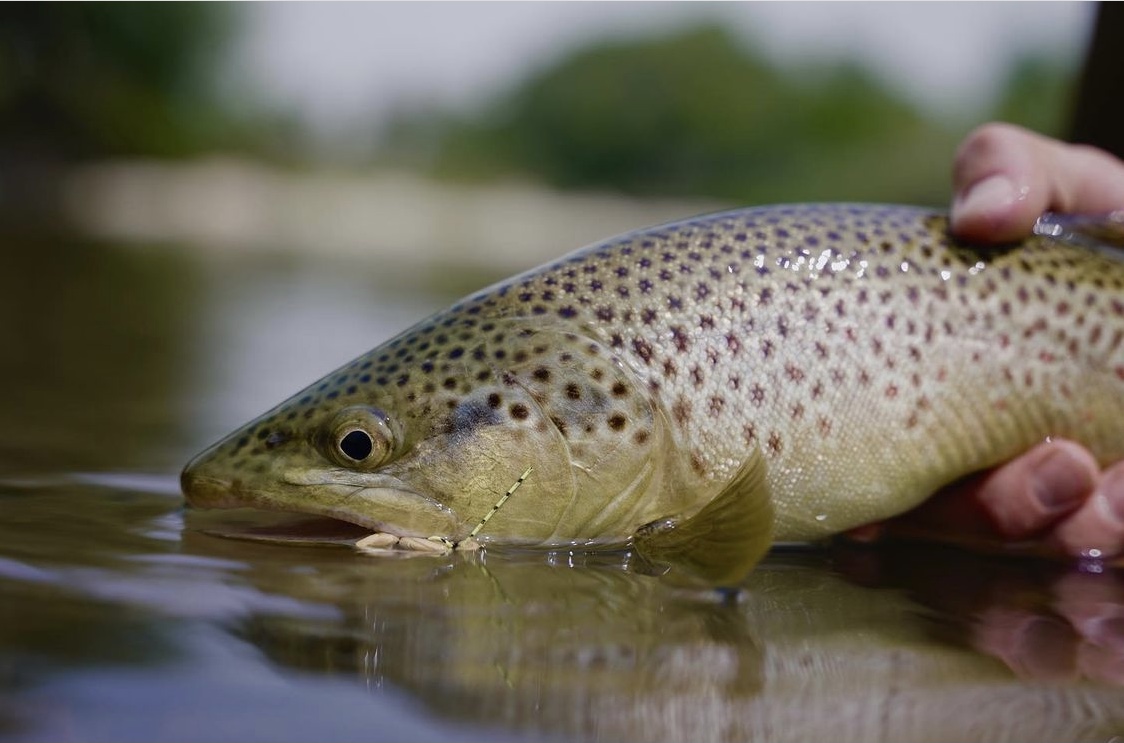 Video of the Week: Wild Fly Productions: Prairie Hoppers Ep. 2 ...