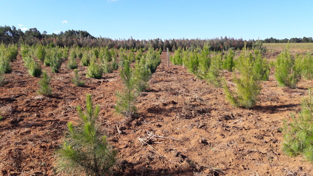NATIONAL FOREST PLANTATION GUIDELINES FINALISED | Forestry Development ...