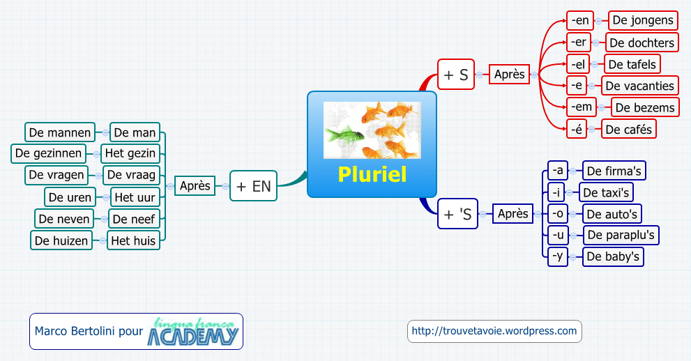 Le pluriel des substantifs en néerlandais : une mindmap gratuite - Formation 3.0