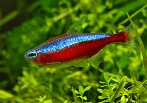 Cara Budidaya Ikan Neon Tetra | sutisna