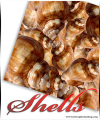 Shells Patterns - Free Downloads and Add-ons for Photoshop