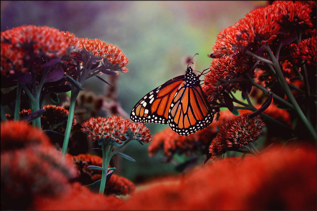 Butterfly In October - - Fribly