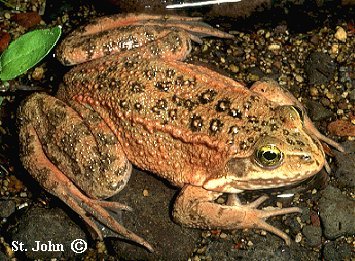 portland | Frog Matters