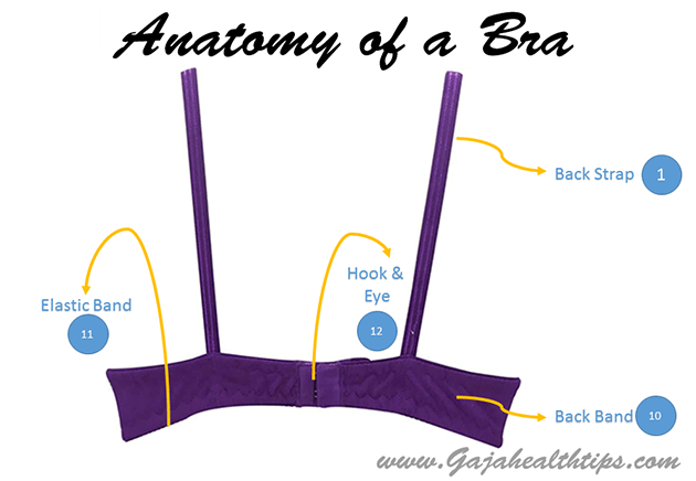 Different Parts of a Bra - Anatomy of a Bra/Brassiere