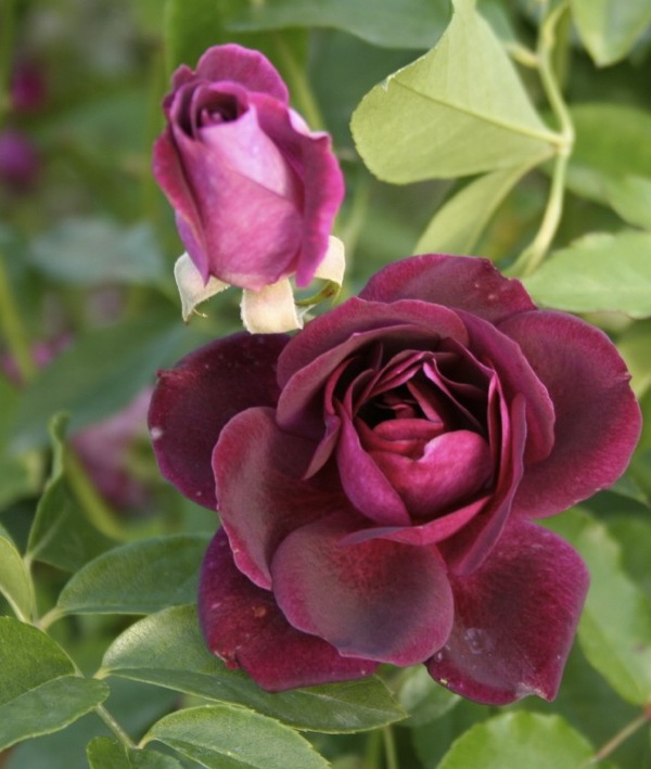 Roses - why some perform better - GardenDrum