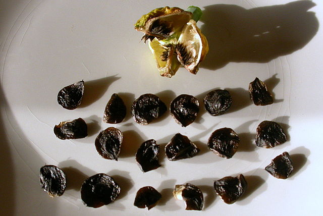 How to grow Hippeastrum - GardenDrum