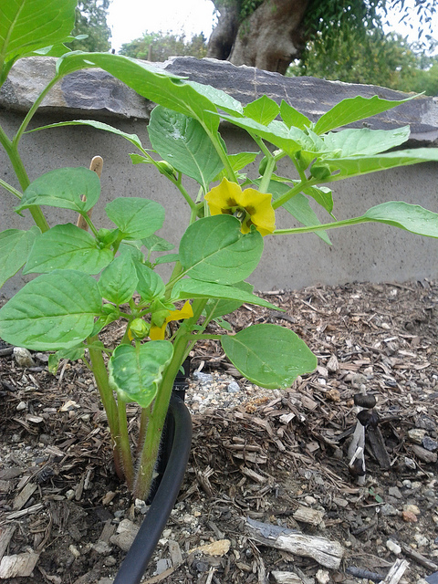 Growing tomatillos - GardenDrum