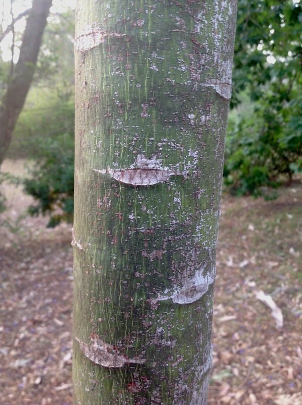 My Illawarra flame tree blooms! - GardenDrum