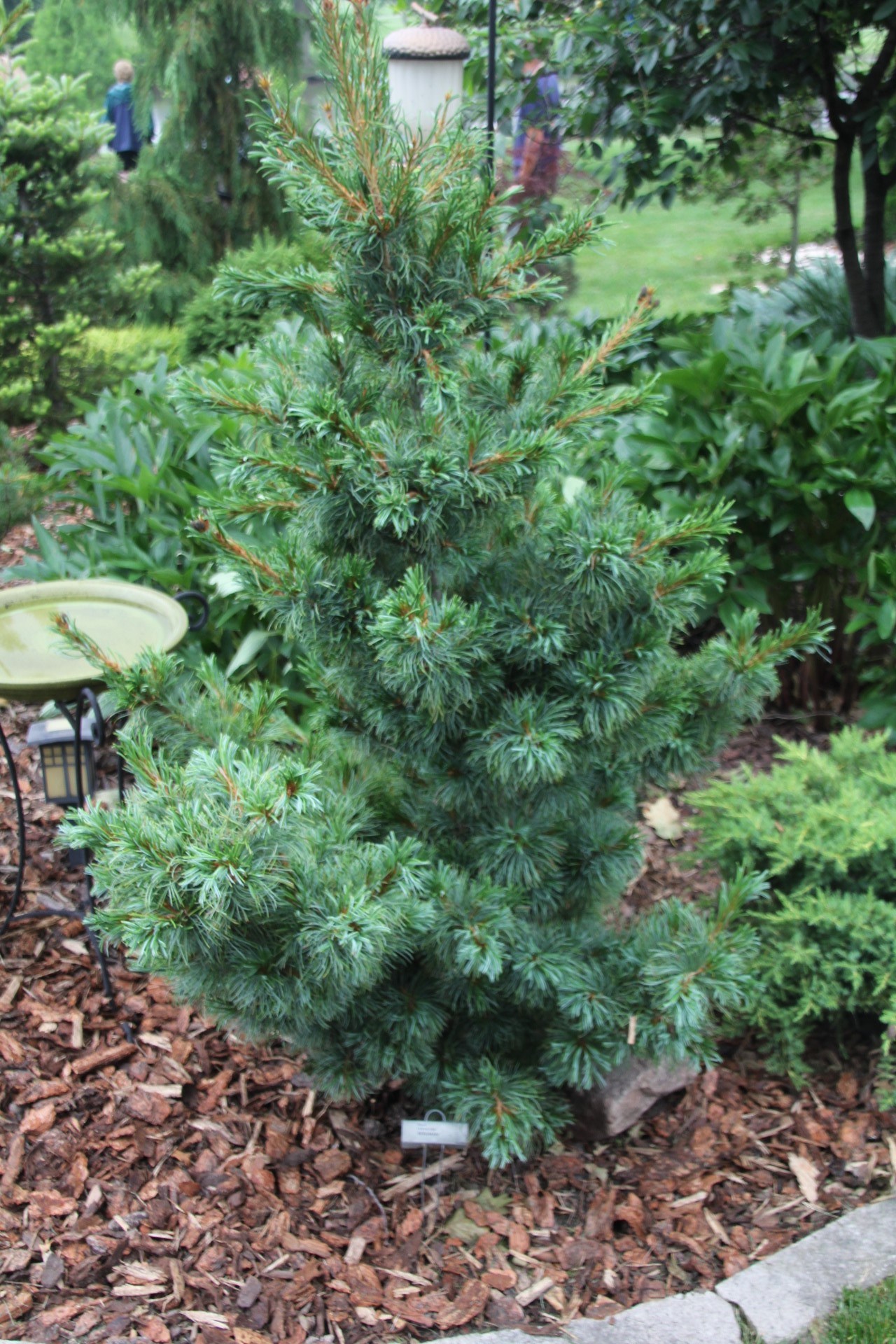 When Size Does Matter: Dwarf Conifers for the Home Landscape – The ...