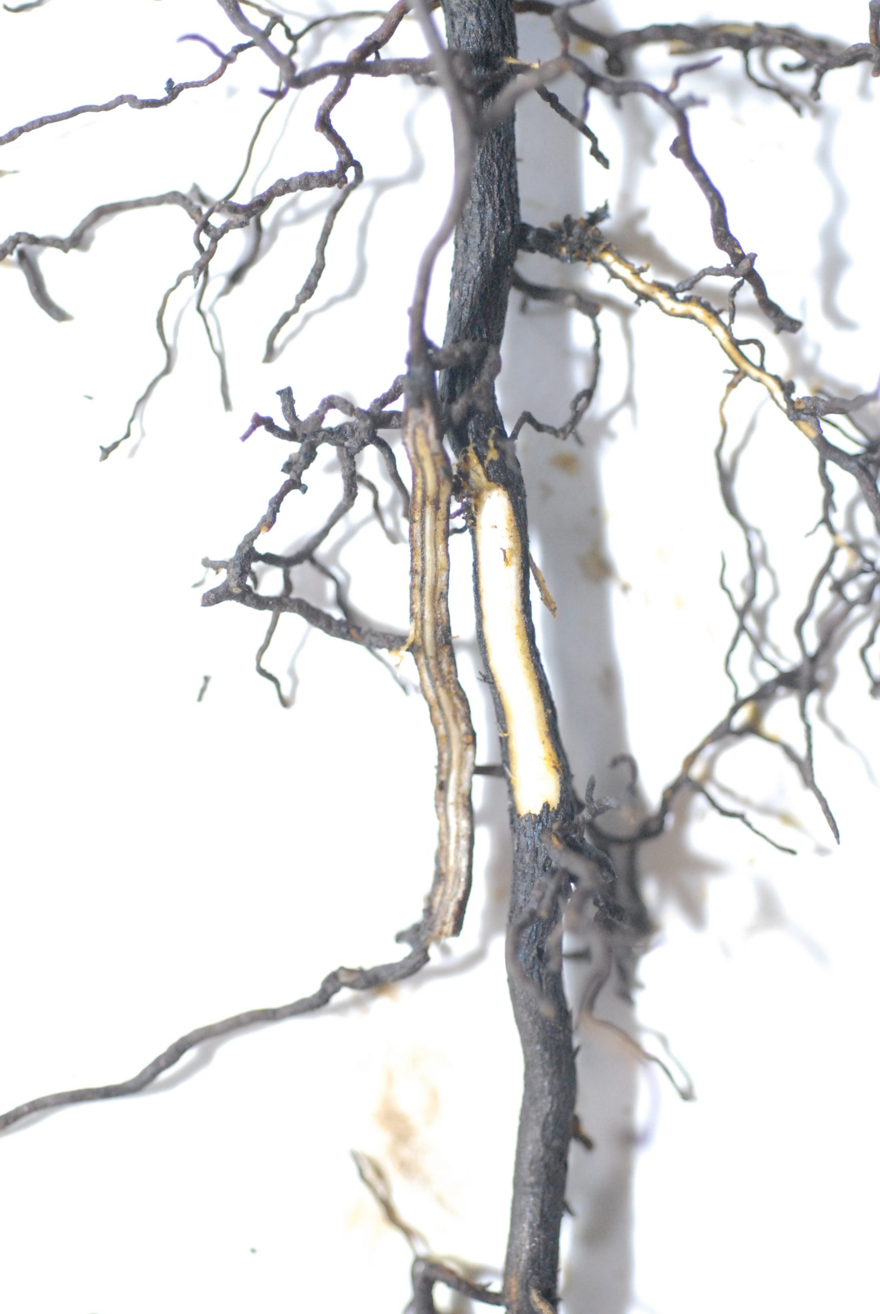 A root’s life – The Garden Professors™