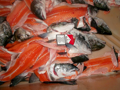 G. Ingason Seafood FROZEN HEADS AND FRAMES - G. Ingason Seafood