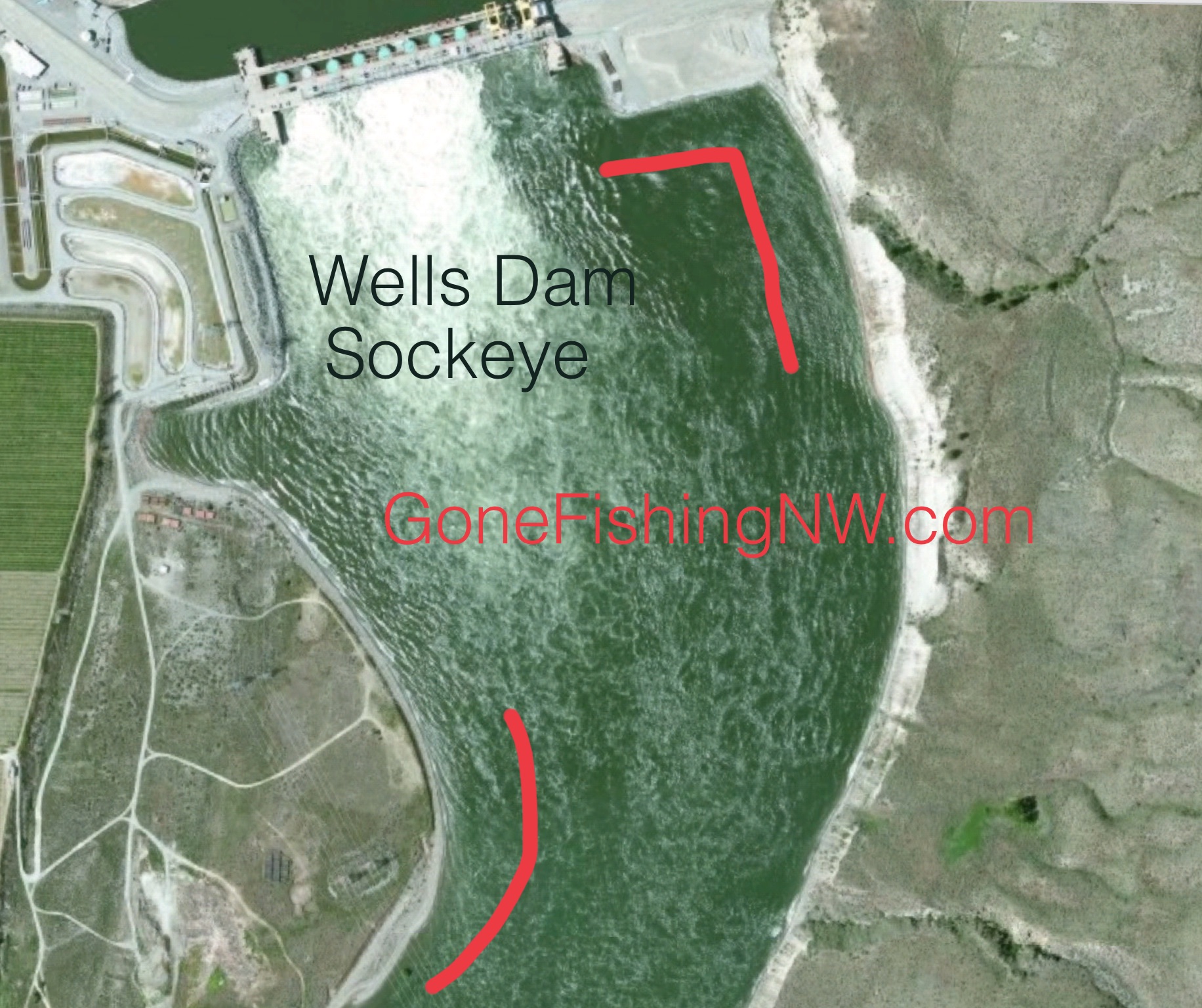 Sockeye Map – Wells Dam | Gone Fishing NW