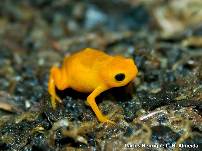 Pumpkin Toadlet (Brachycephalus ephippium)