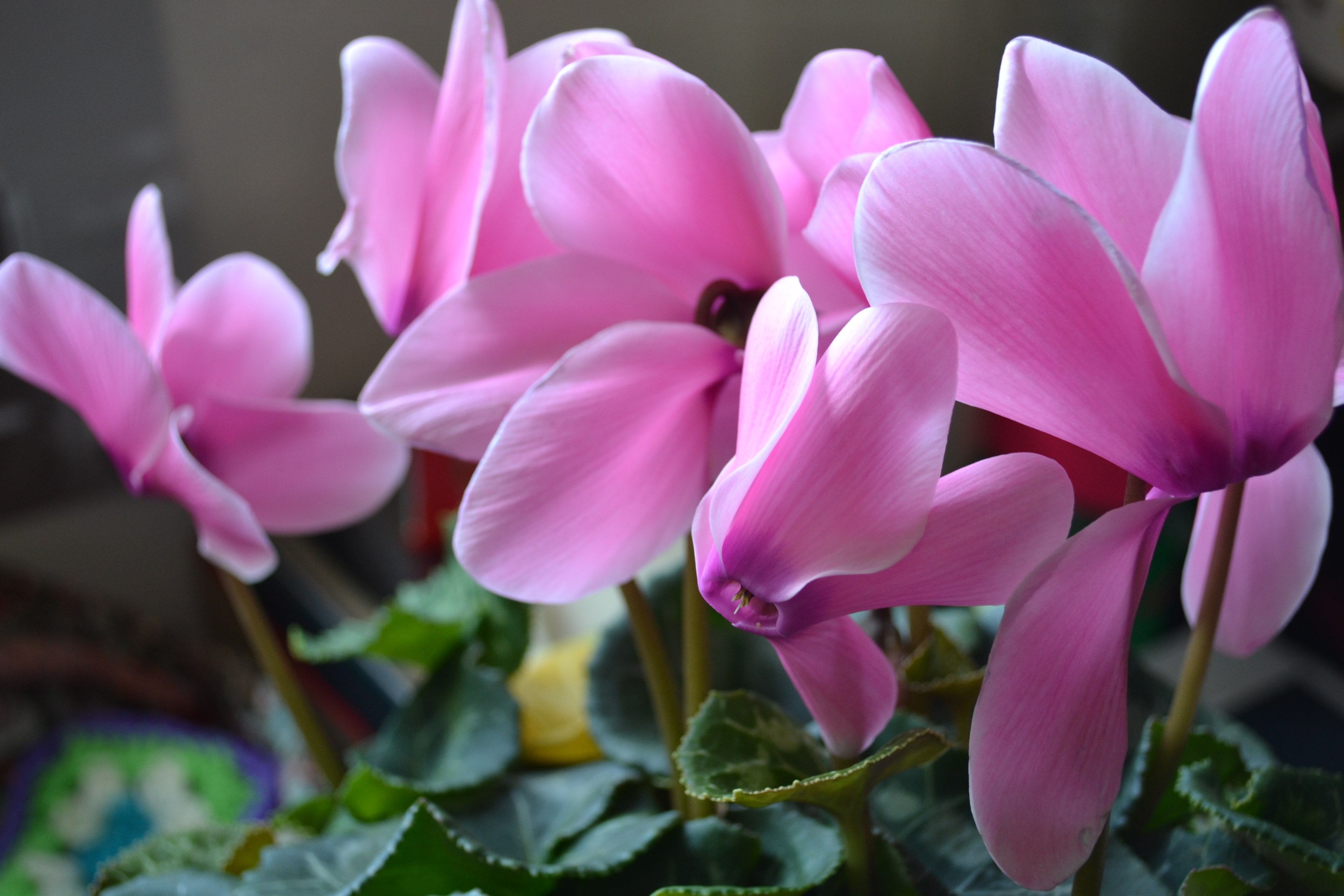 Mother’s Day Love – Gracious Rain