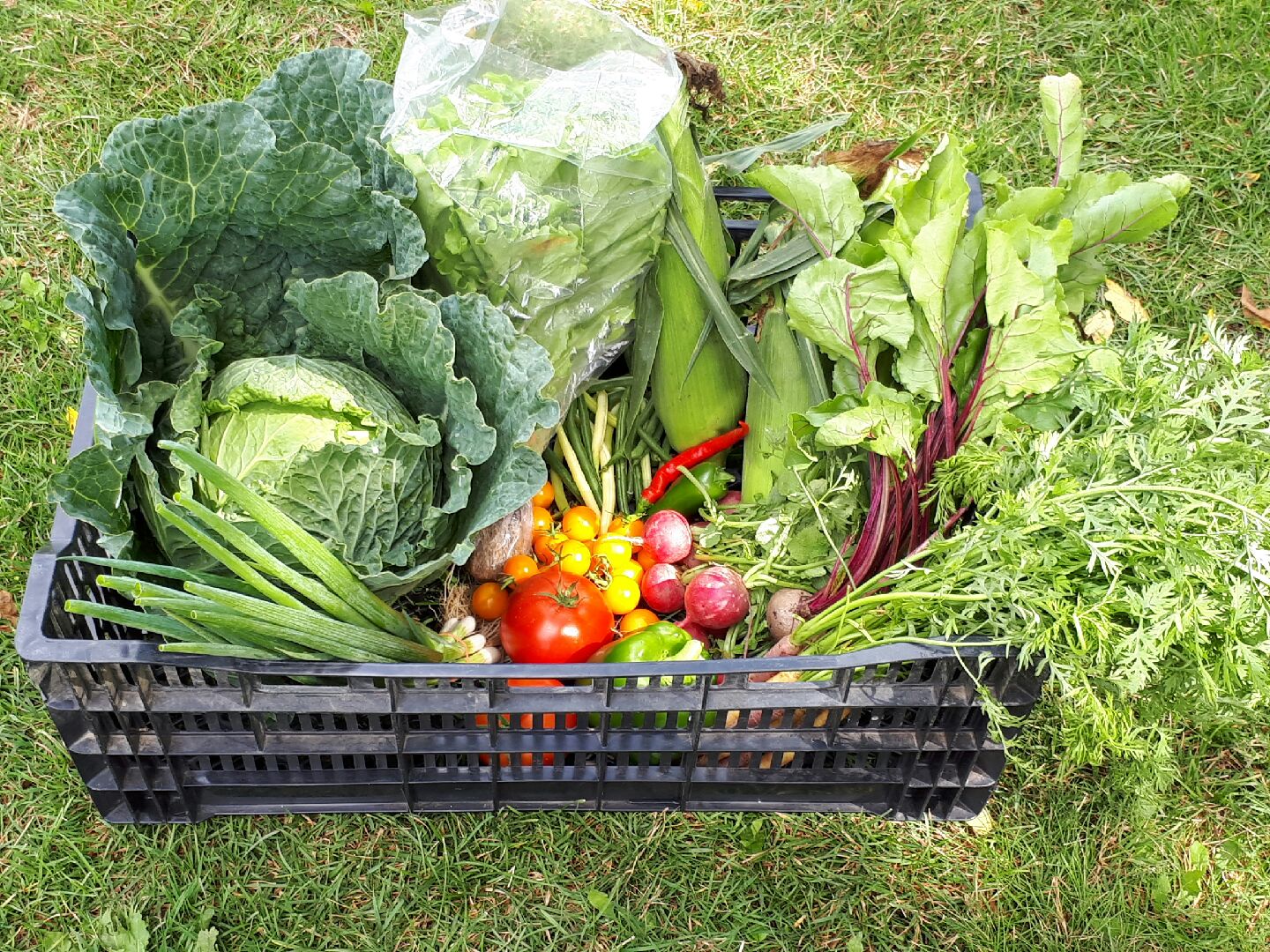 Farm Stall | grownwright