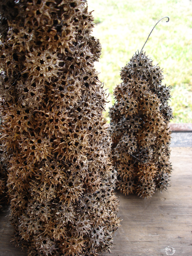 sweet trees – transplant studio