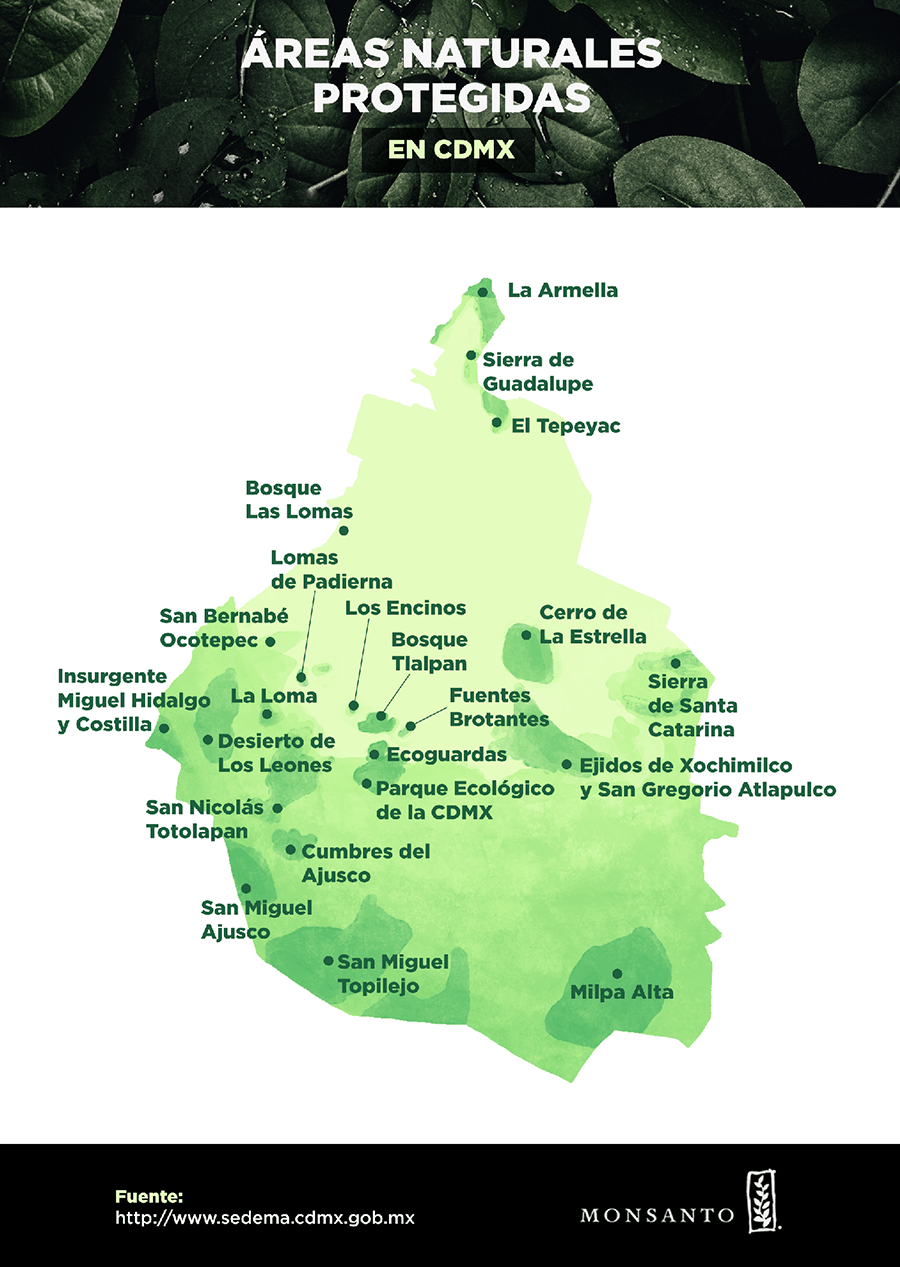 Recursos Naturales :: Conoce la flora de tu ciudad
