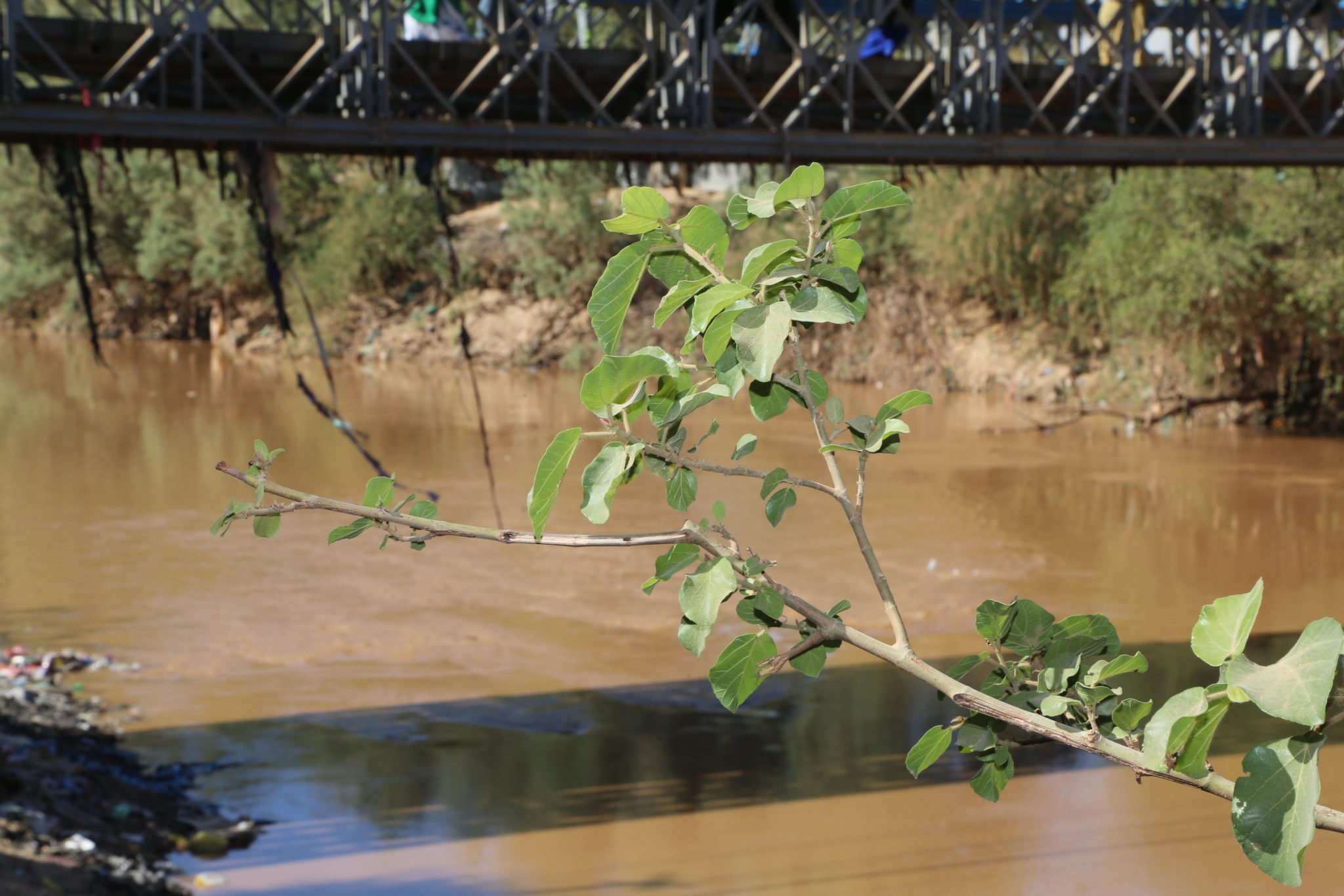 Wabiga Shabeelle Oo Biyo Keenay - Halbeeg News