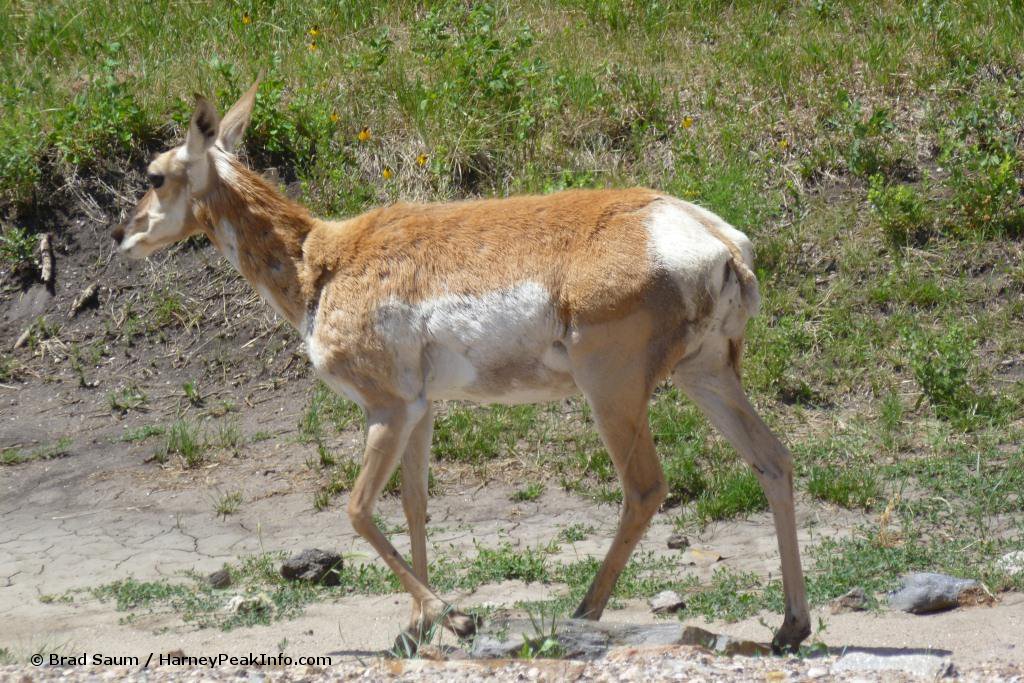 South Dakota Antelope