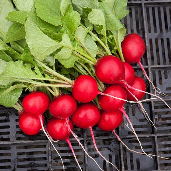 Radish - Red - Haroldson Farms