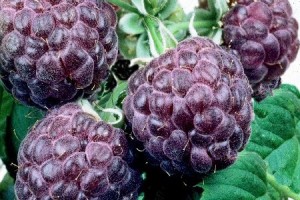 Raspberries Facts, Health Benefits and Nutritional Value