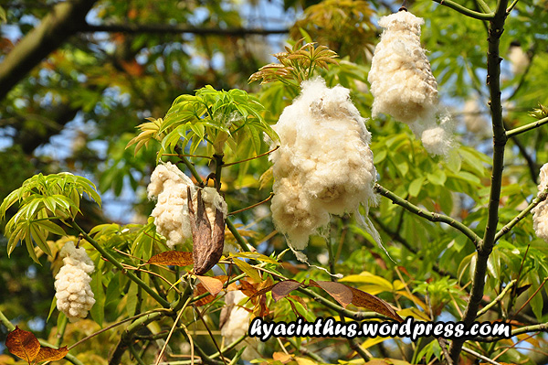 Cotton Tree at Singapore Botanic Gardens :) | hya*cinthus™
