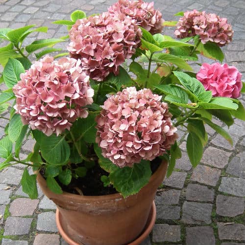 Planting Hydrangeas - Growing tips and advice