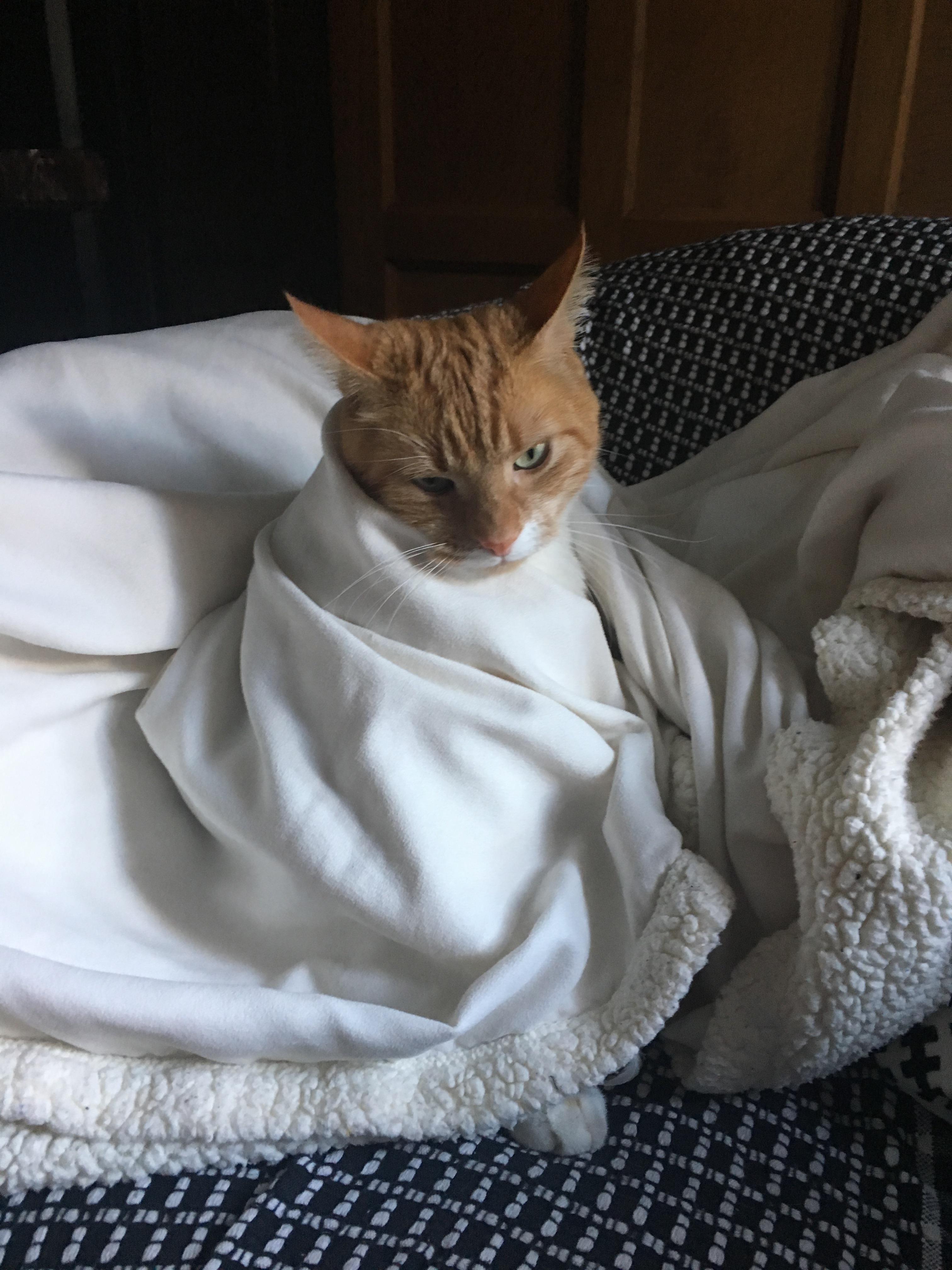 The Best 28 Sleeping Cat Meme Tumblr - conradbzesz