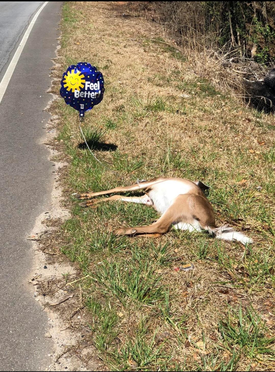 View 5 Get Well Soon Dead Deer Meme - alloytvesz