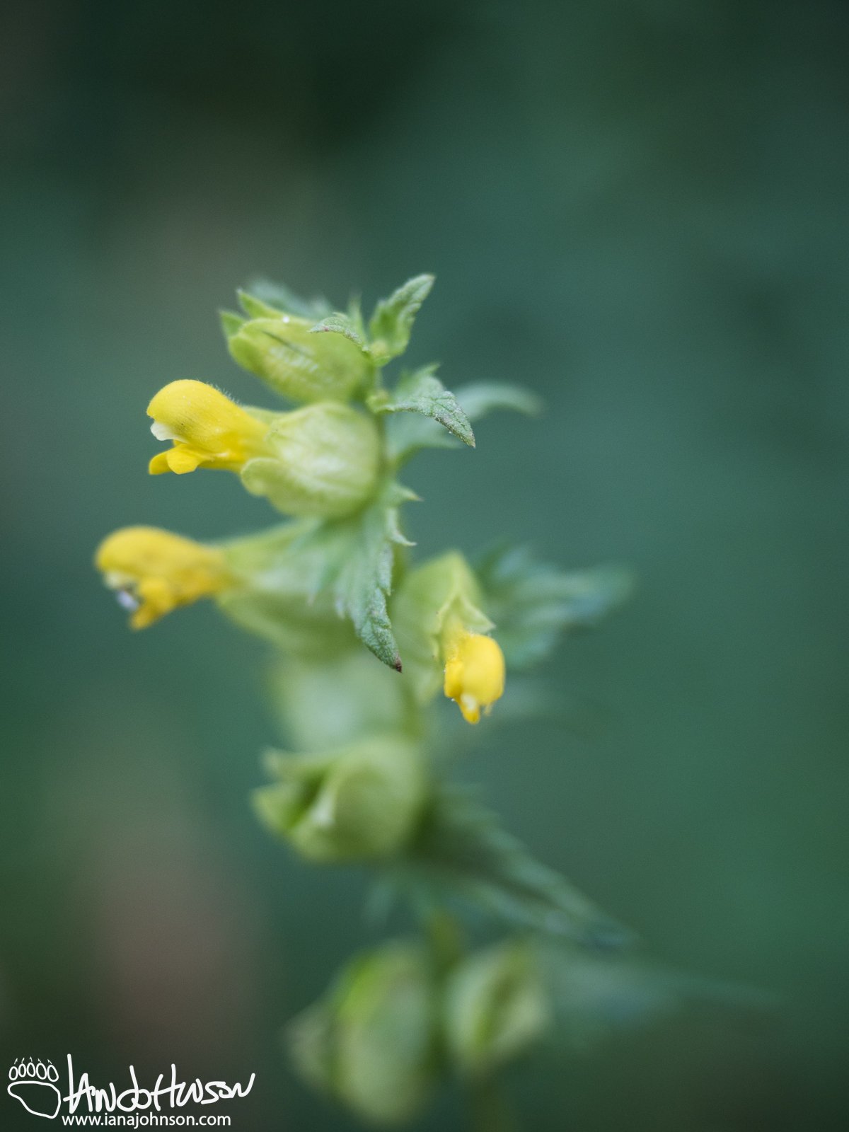 Wildflowers of Alaska