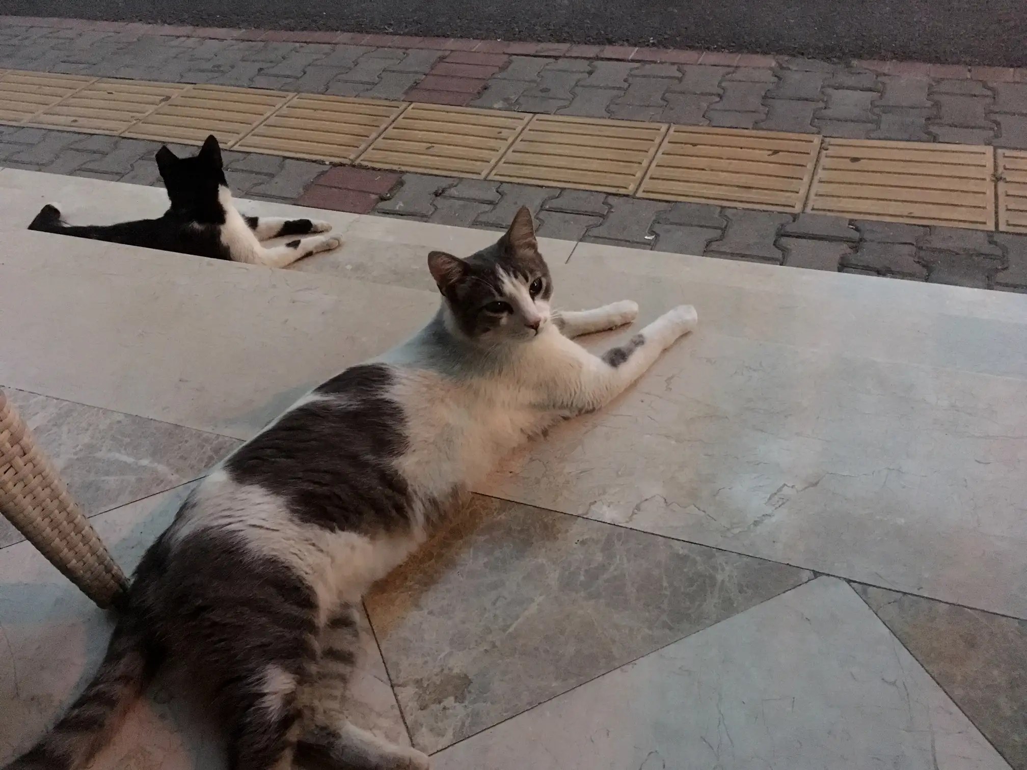 Feral cats in Turkey | ombiaiinterijeri