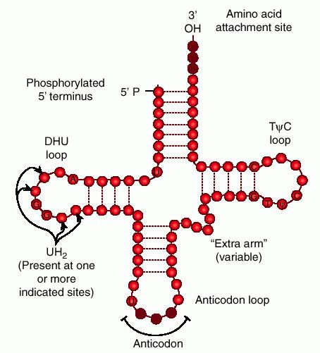 Μεταφορικό RNA (transfer RNA, tRNA) | Βιο...λογισμοί