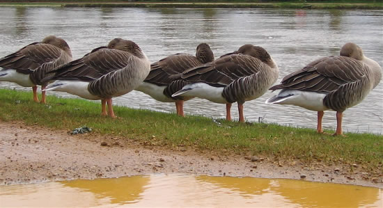 High Isis and one sad goose | inel