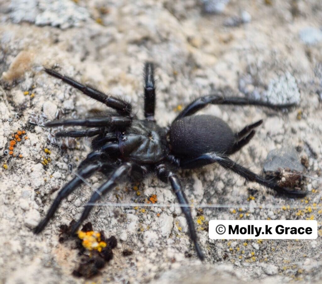 The wonders of Spanish Spiders..not the myths! – Inglorious Bustards