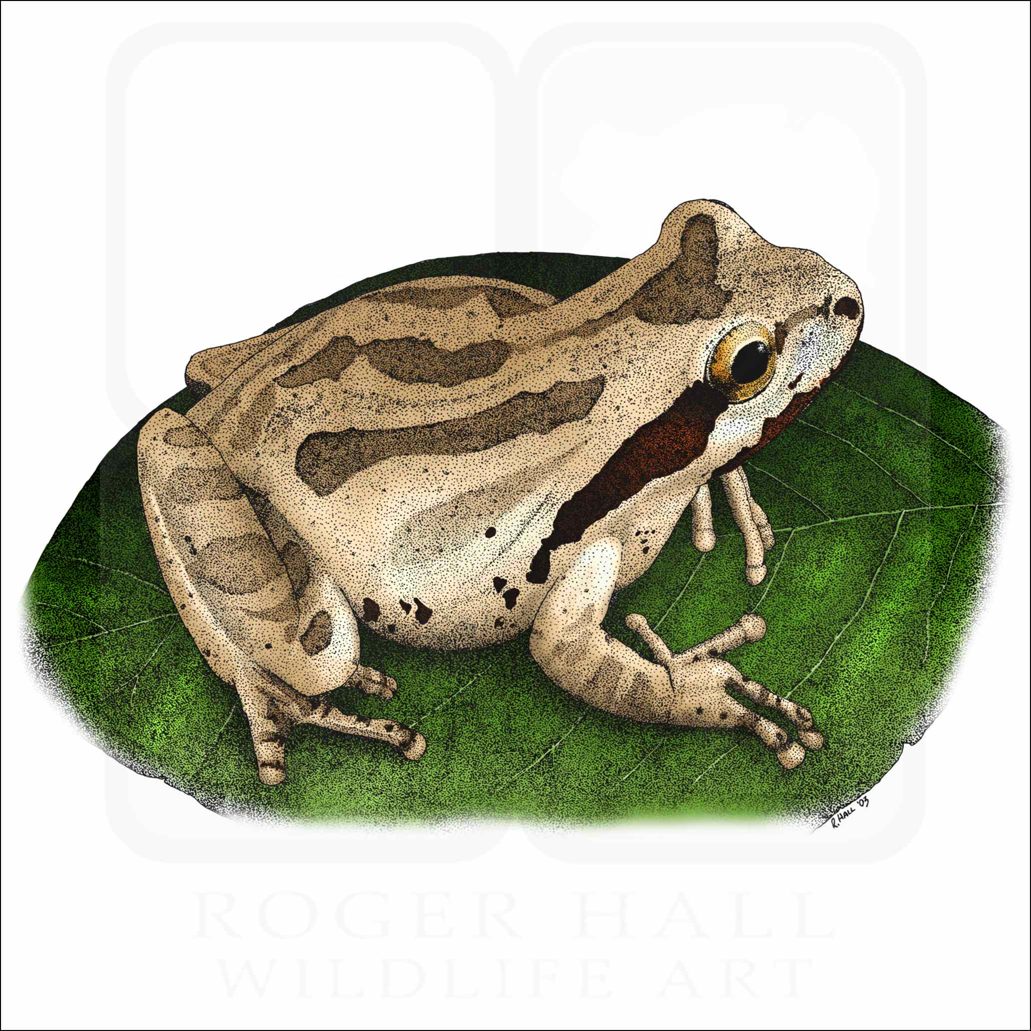 Pacific Tree Frog - Signed Fine Art Print