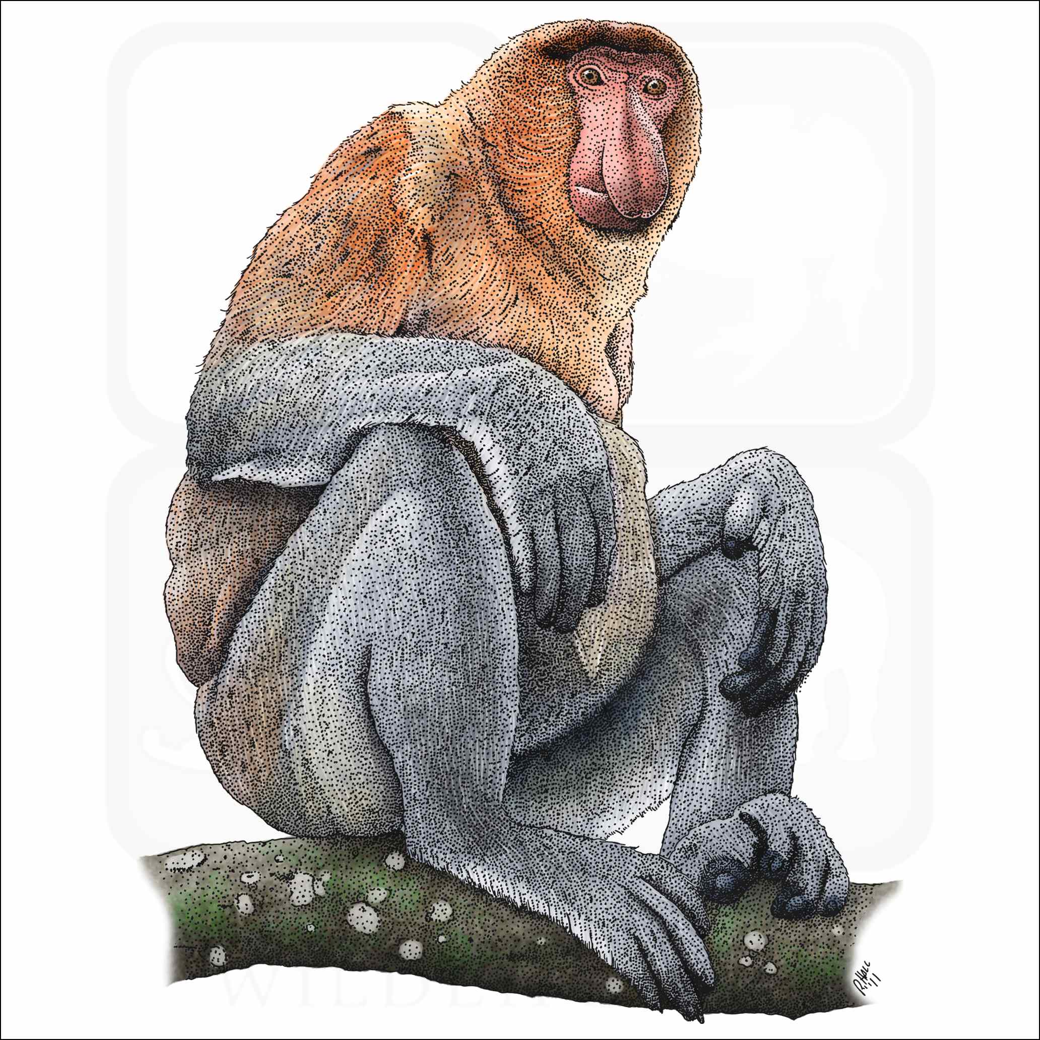 Proboscis Monkey - Signed Fine Art Print