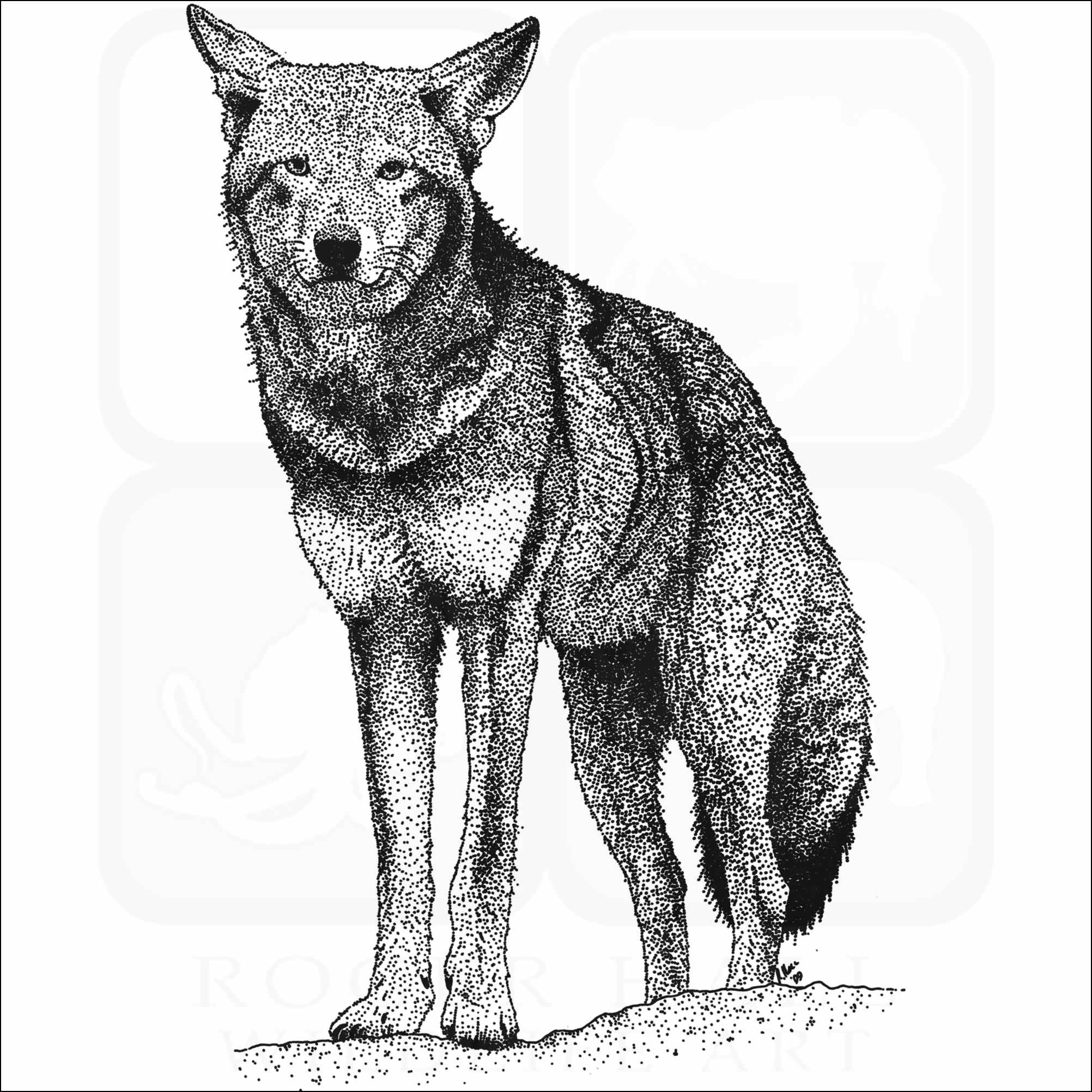 Red Wolf - Signed Fine Art Print