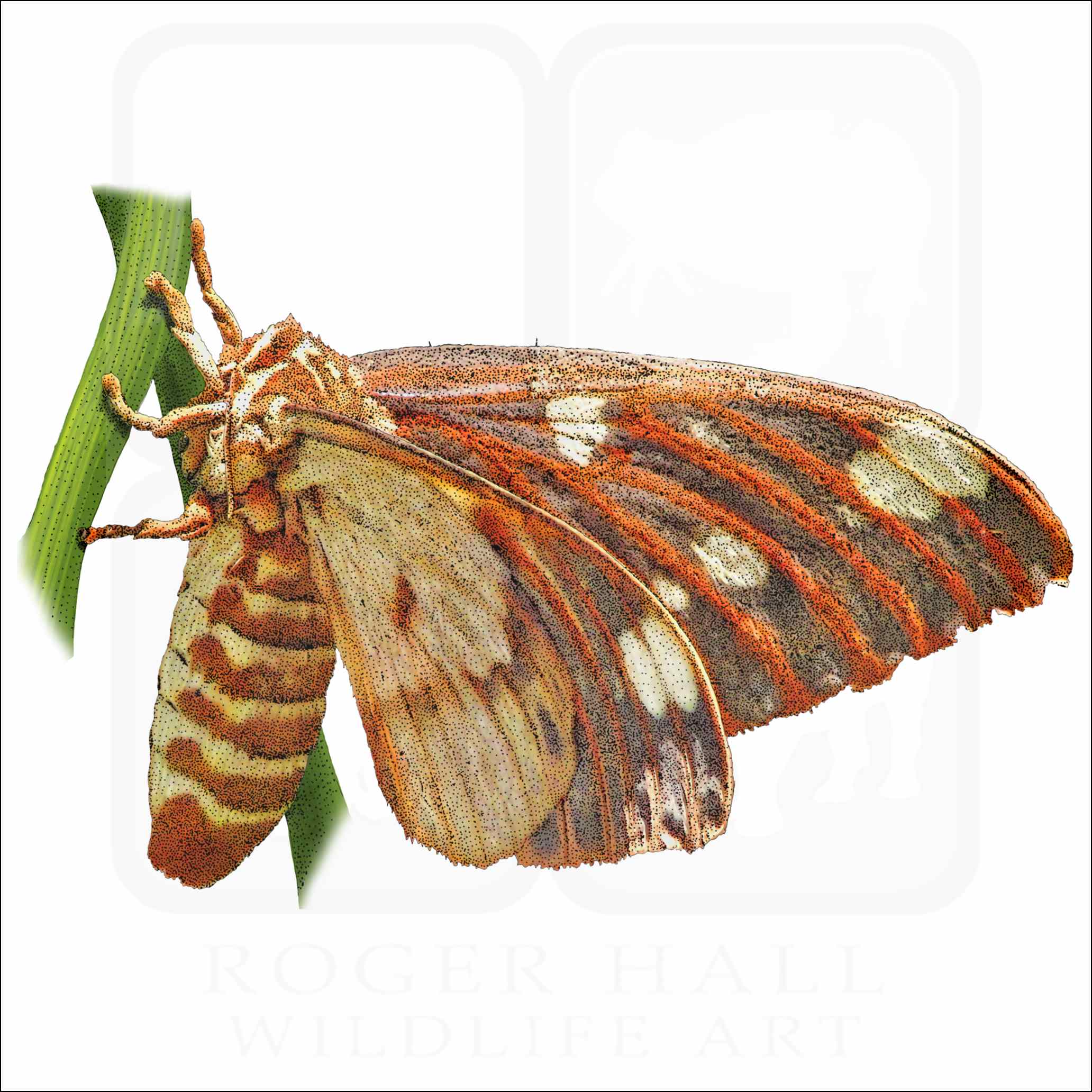 Regal Moth - Signed Fine Art Print