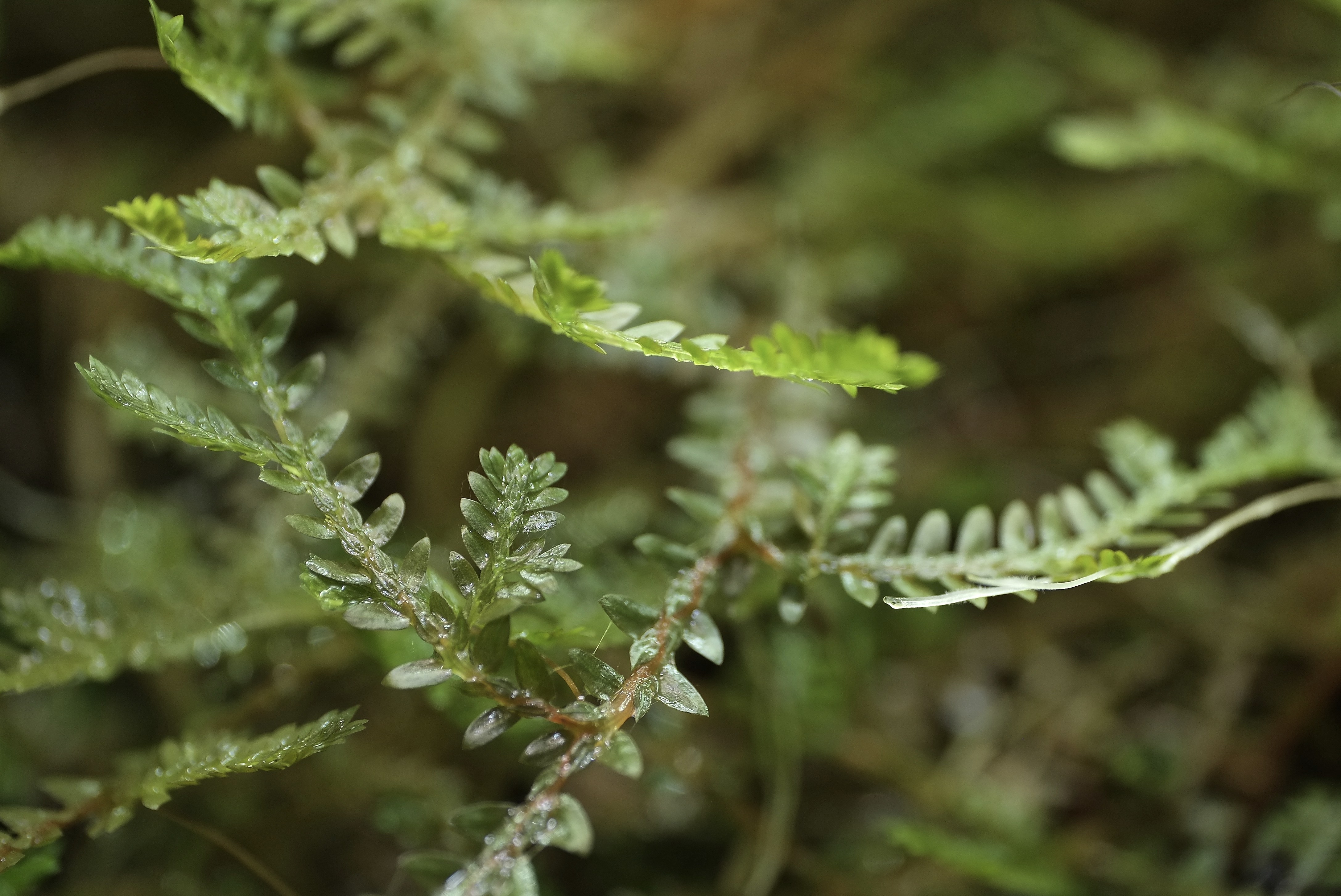 Selaginella diffusa – IN SEARCH OF SMALL THINGS