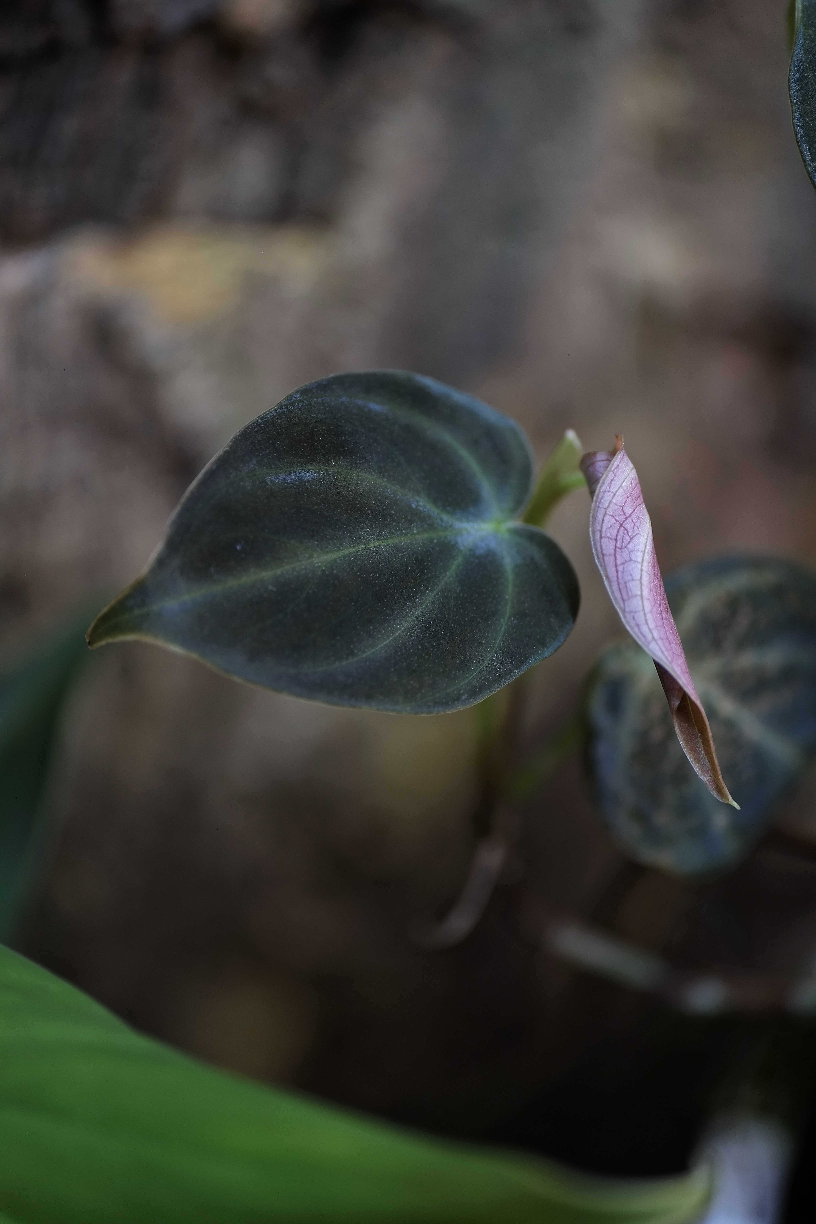Philodendron verrucosum ‘Purple’ – IN SEARCH OF SMALL THINGS