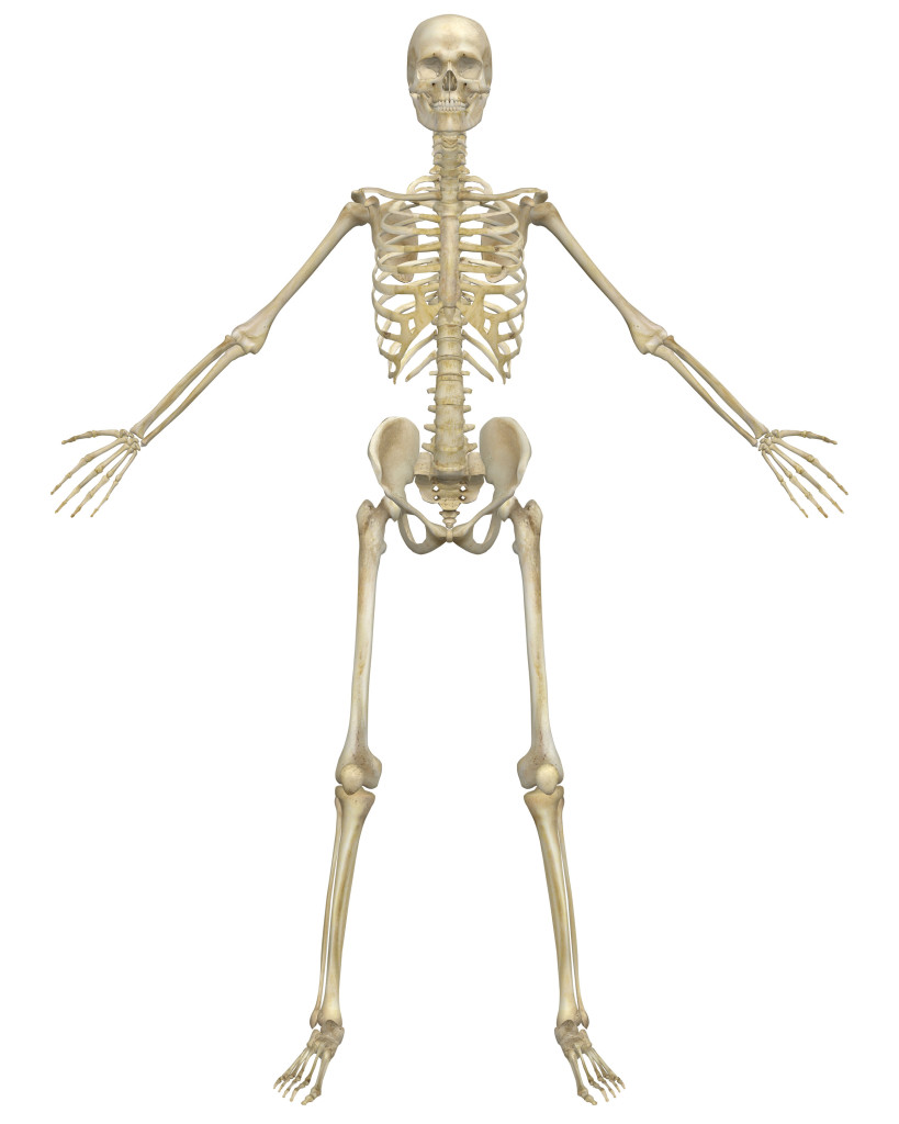 Bbc Bitesize Skeleton Ks3 Https Www Oxfordhomeschooling Co Uk Subject bbc-bitesize-skeleton-ks3-https-www-oxfordhomeschooling-co-uk-subject