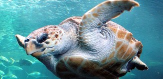 Blobfish — 10 Facts about the Kings and Queens of Ugly