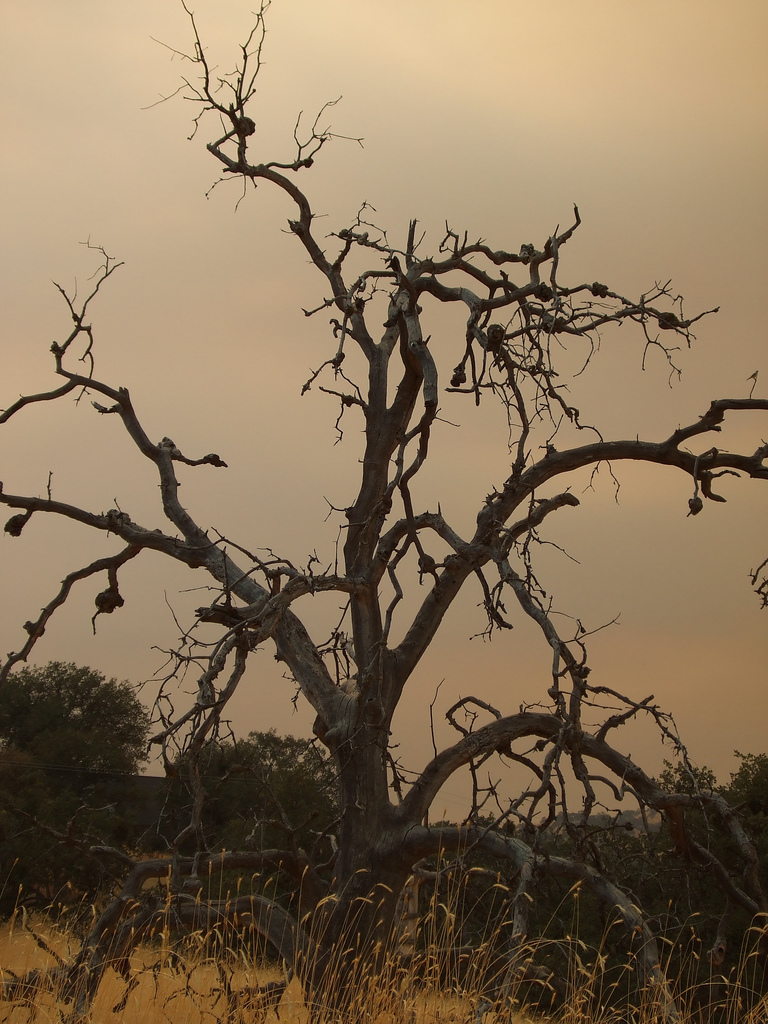 Spooky: skeleton found hanging in tree 29 years after suicide | melange